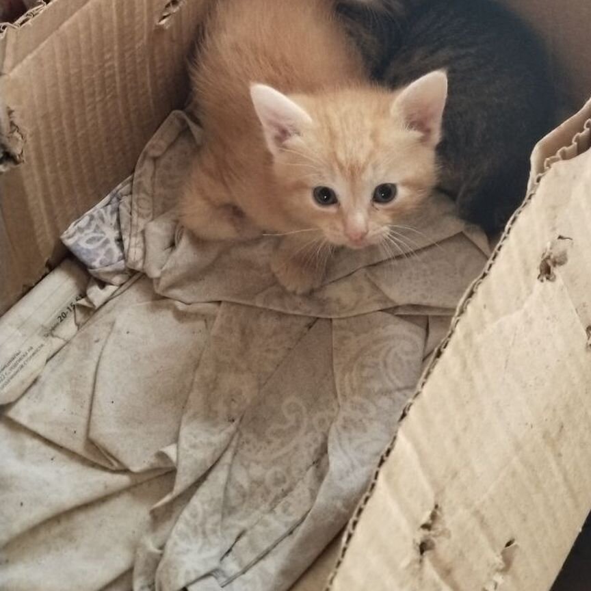 Котята