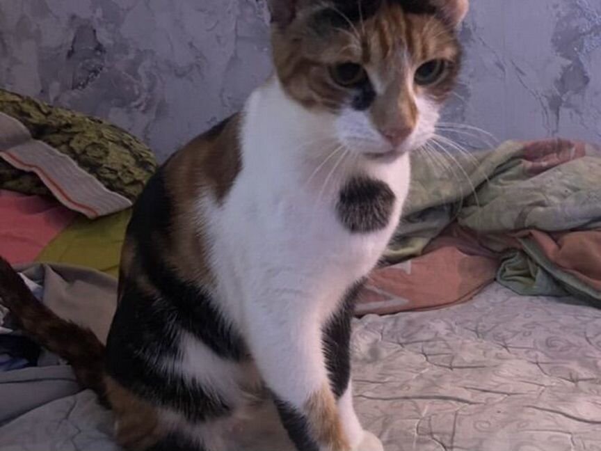 Кошка метис бенгалов