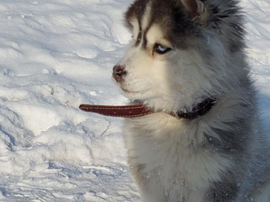 Щенок сибирской хаски