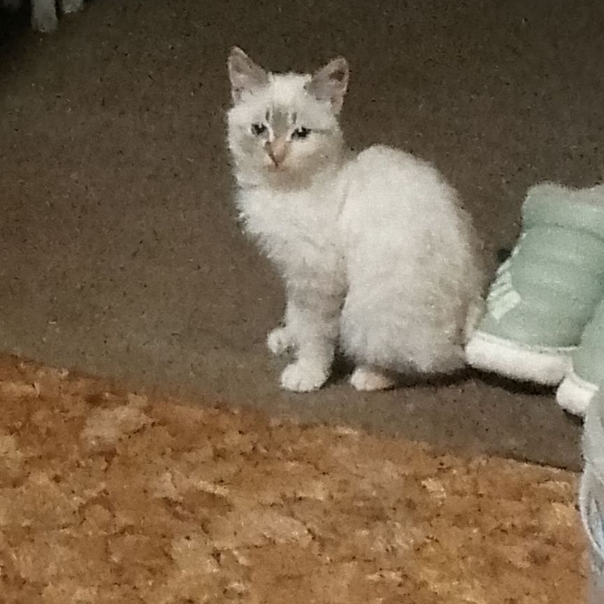 Кошки