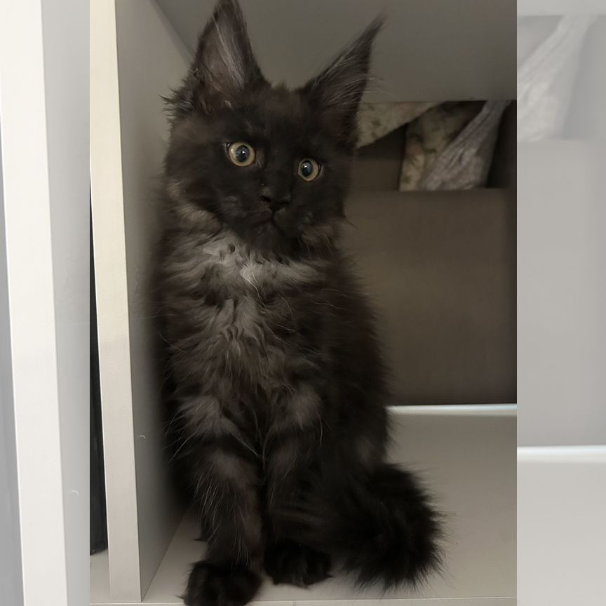 Мейн-кун котёнок