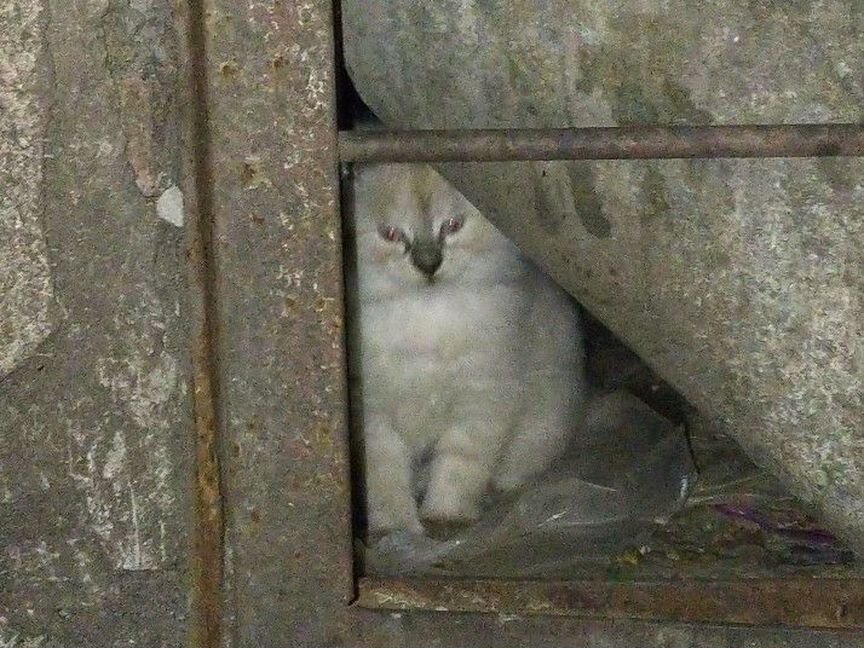 Бездомные Котята и Кошечка