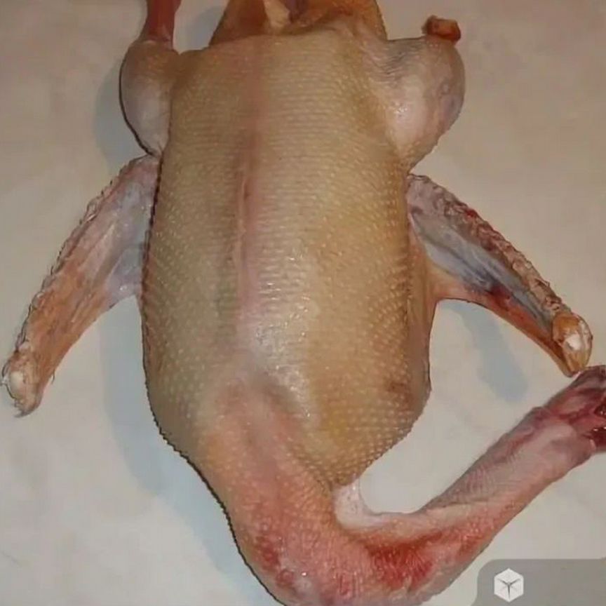 Домашний утки