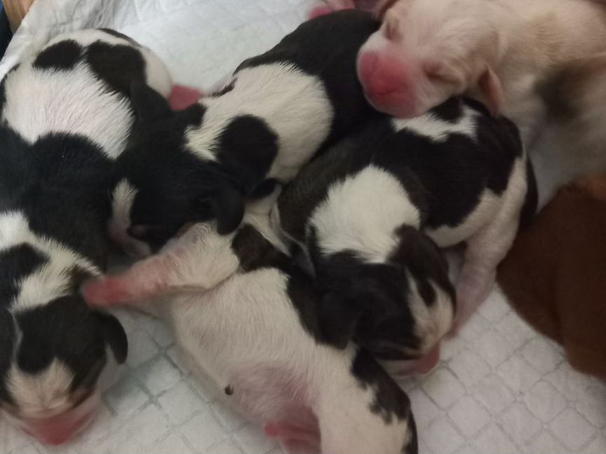 Щенки бигль