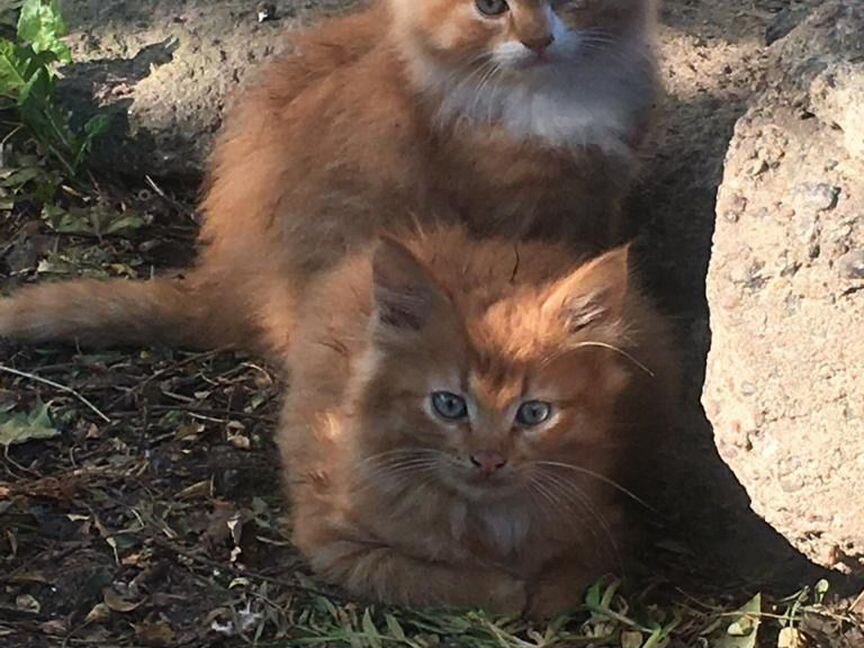 Рыжие пушистые котики 2 месяца