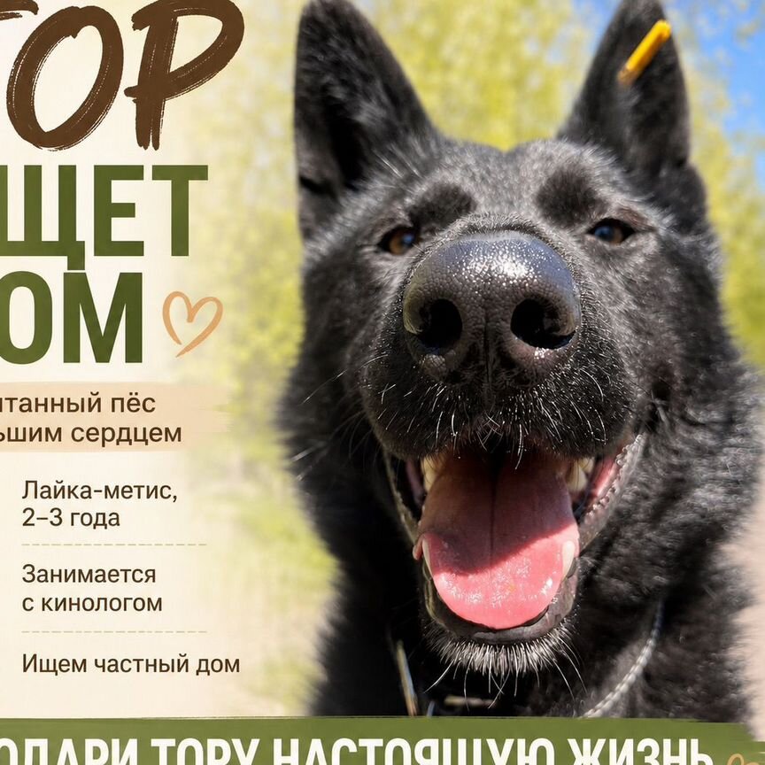 Взрослый пёс в добрые руки