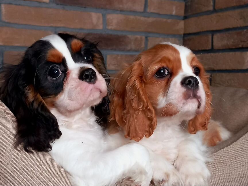 Кавалер Кинг Чарльз Спаниель