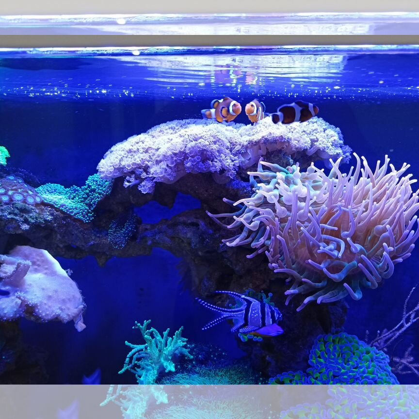 Рыба клоун (оцелларис)