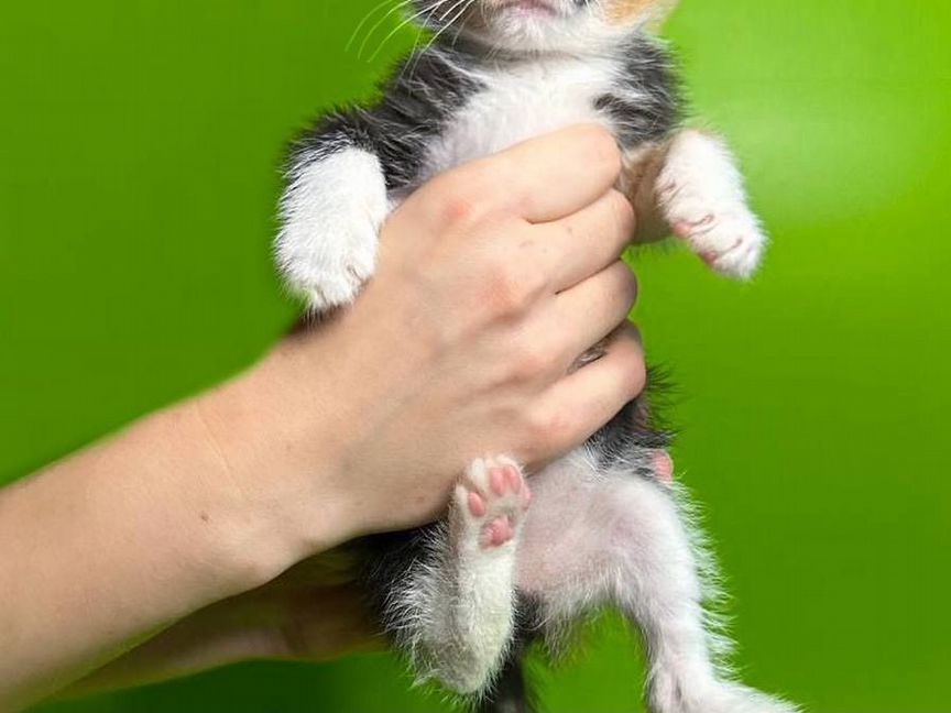 Котенок Киви девочка