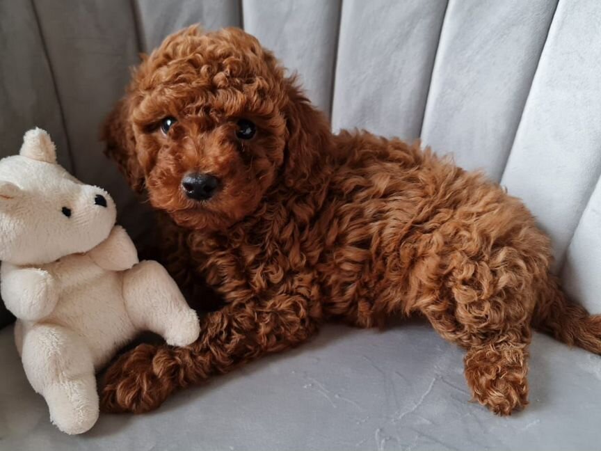 Мальтипу ф1 мальчик red braun