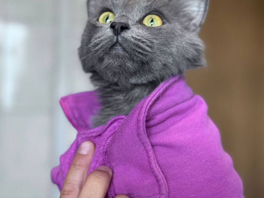 Красивый кот Дымок в добрые руки