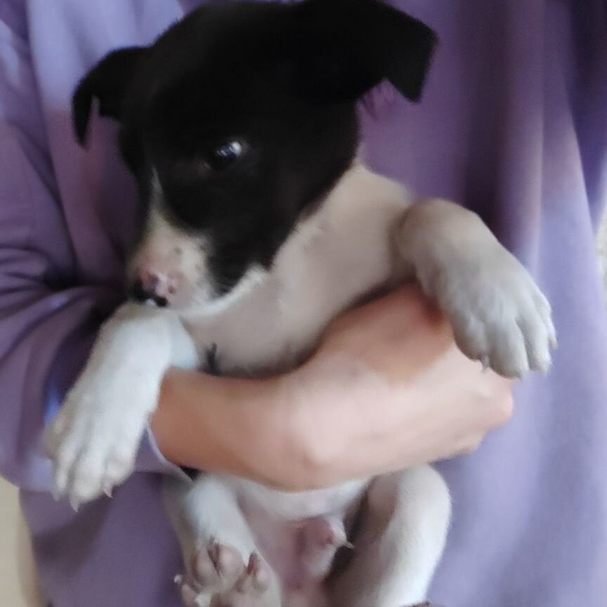 Мальчик щенок 1,5 месяца