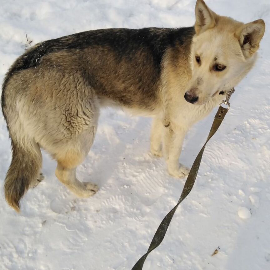 Собака ищет дом с адекватными хозяевами