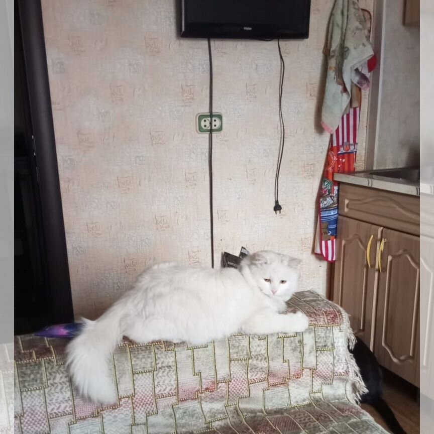 Турецкая ангора, взрослая кошка