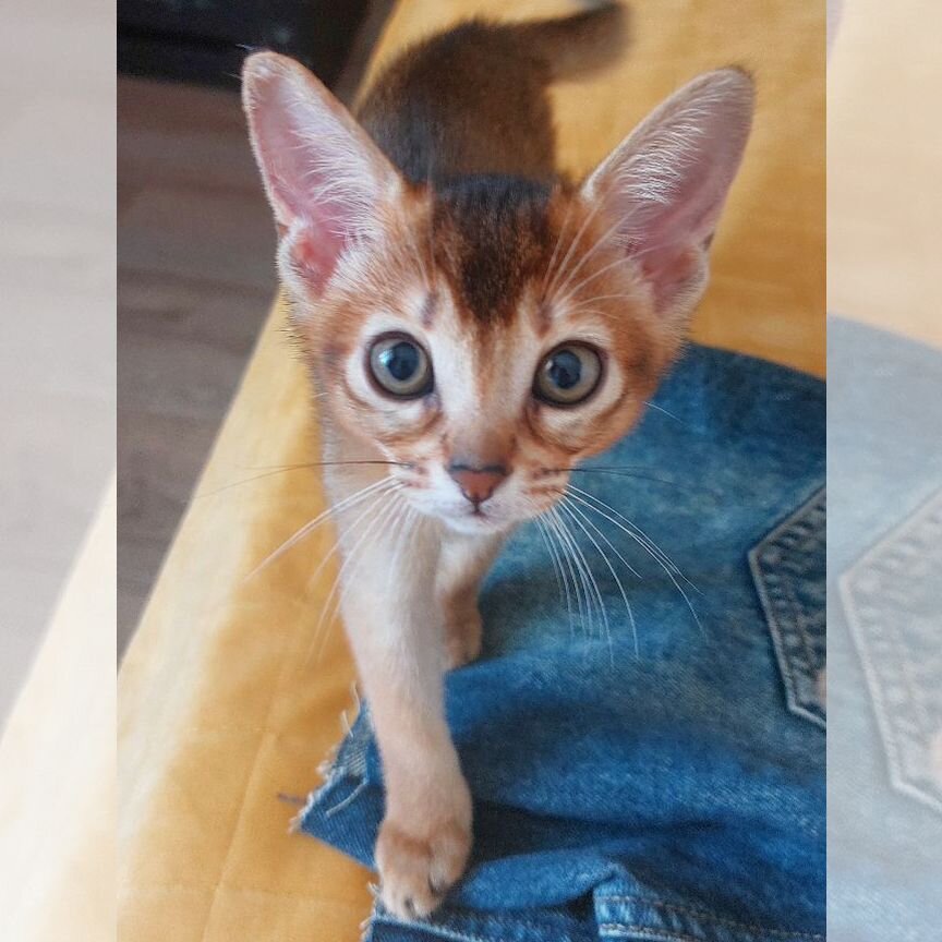 Абиссинский котёнок