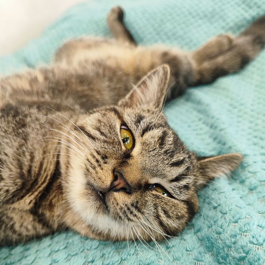 Взрослая кошка в добрые руки