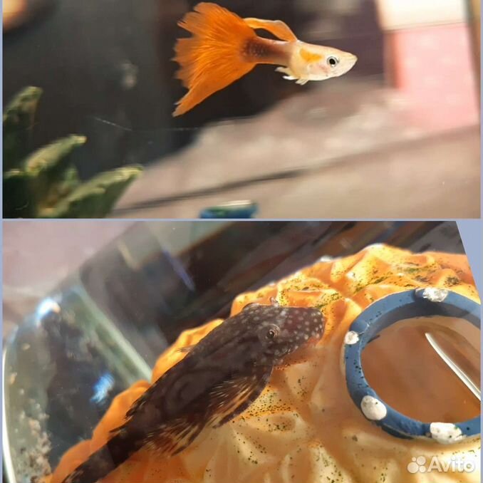 Сом и гуппи ищут дом