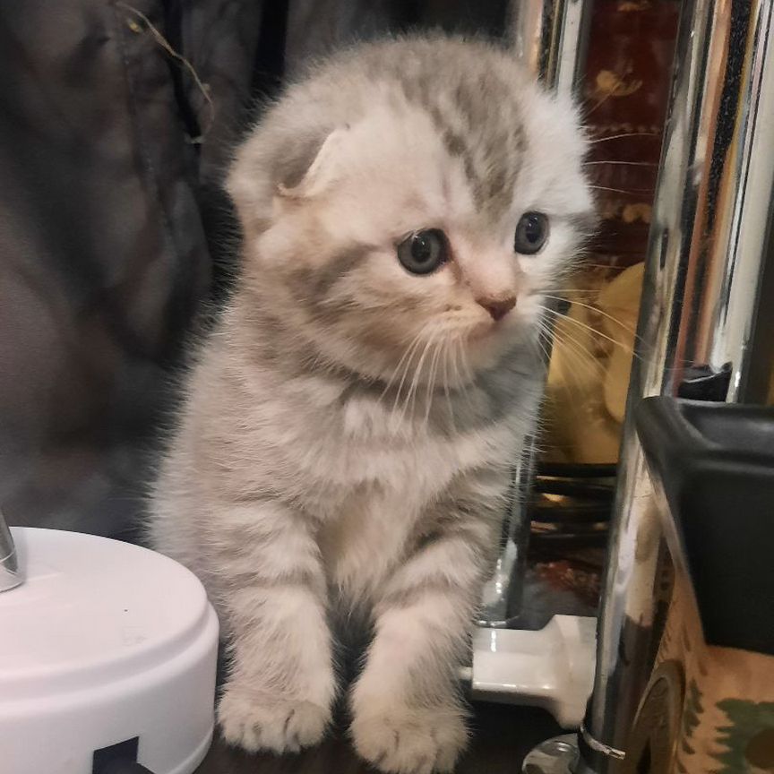 Шотландская вислоухие котята