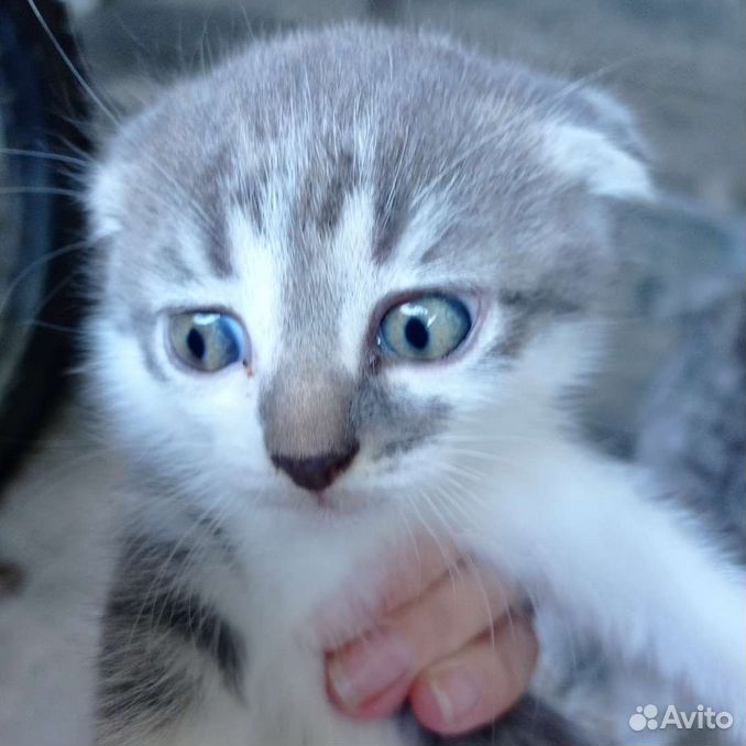 Котята веслоухие мальчики