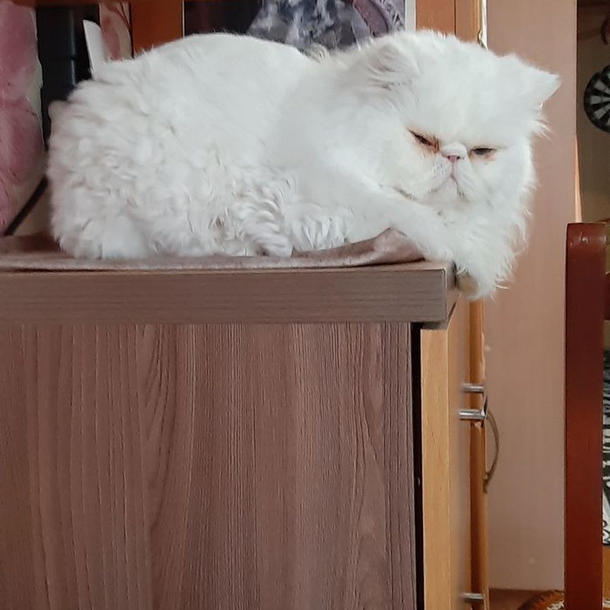 Максик