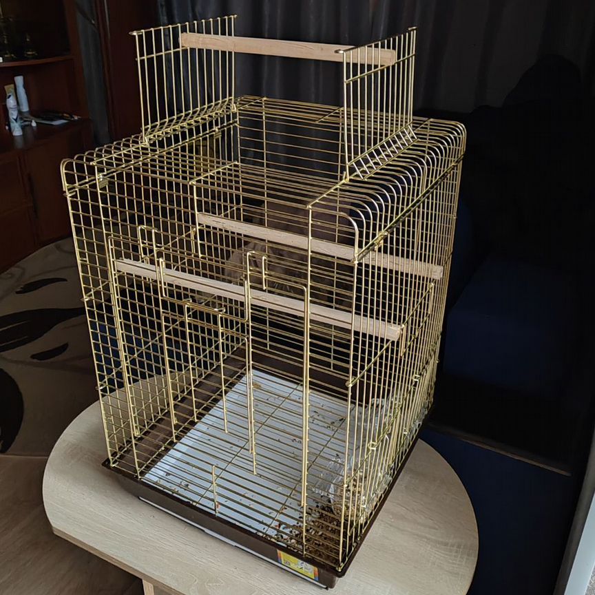 Попугай неразлучник