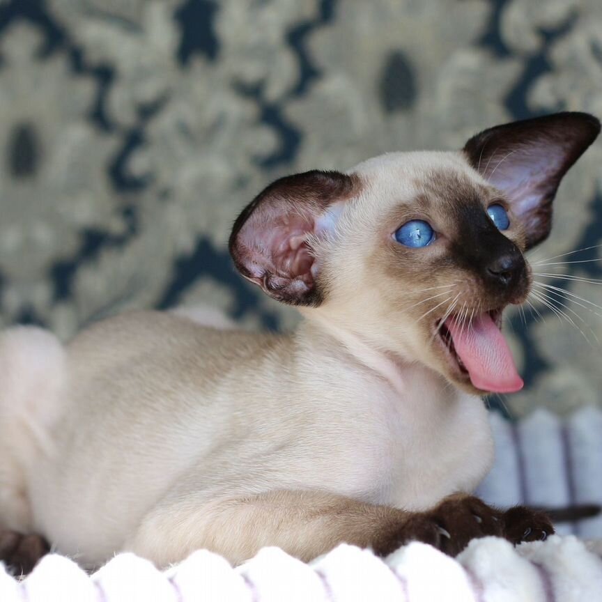 Голубоглазое сокровище