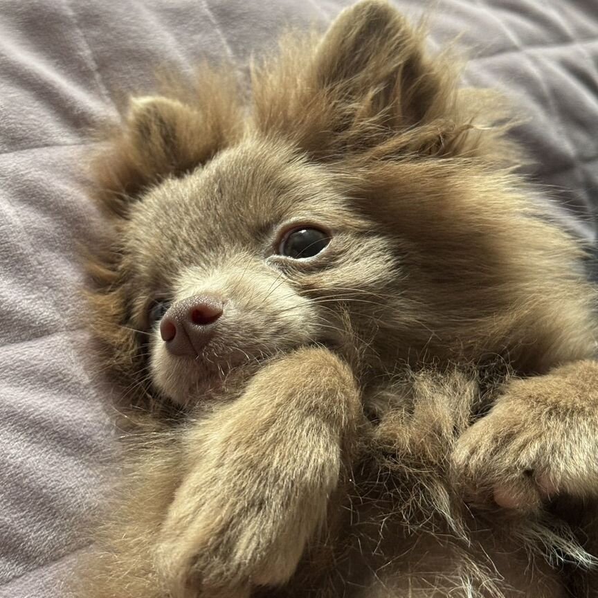 Померанский шпиц, щенок