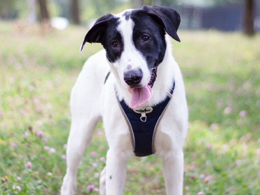 Собака в добрые руки бесплатно