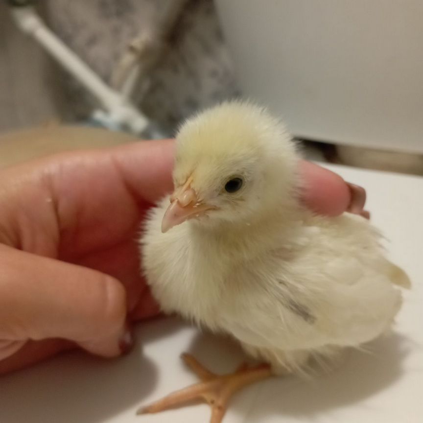 Цыплята от несушек