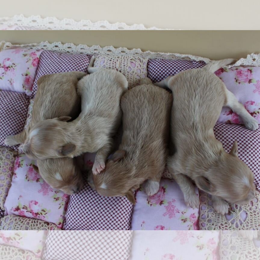 Мальтипу F1 под бронь несколько помётов