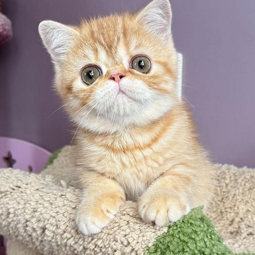 Экзотический котик