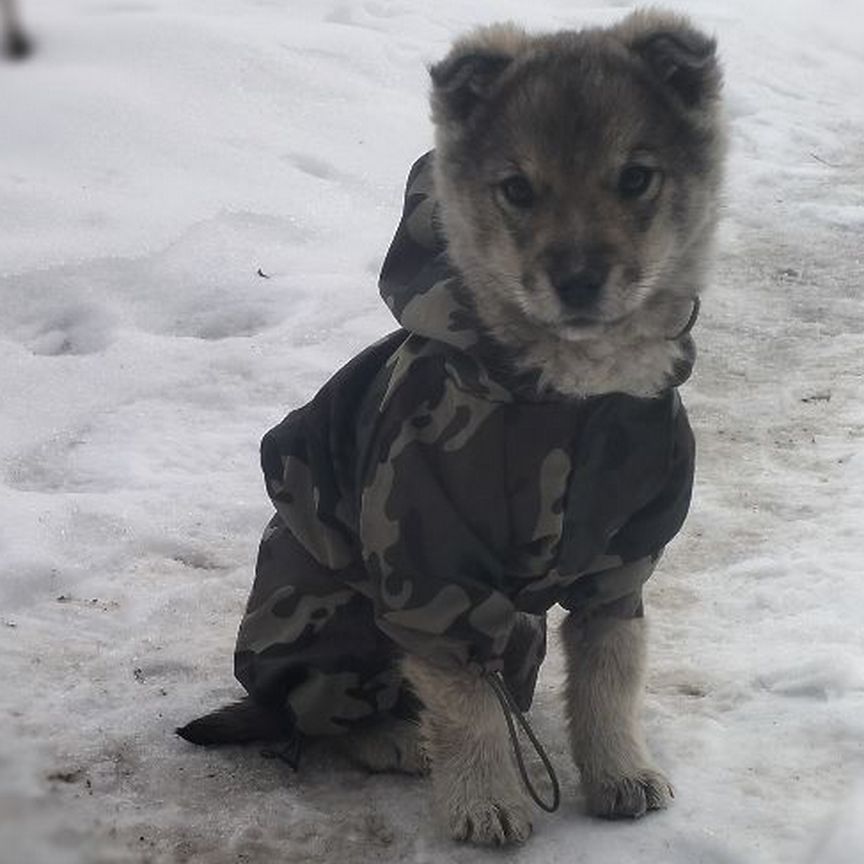 Щенок в добрые руки