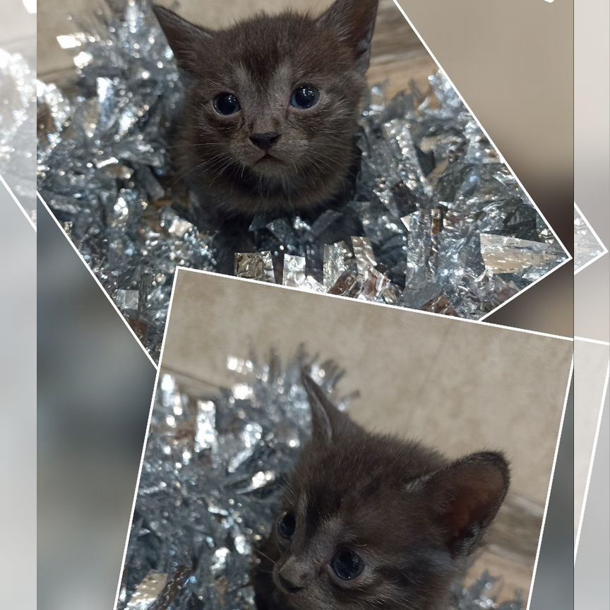 Шотландский прямоухий короткошёрстный котёнок