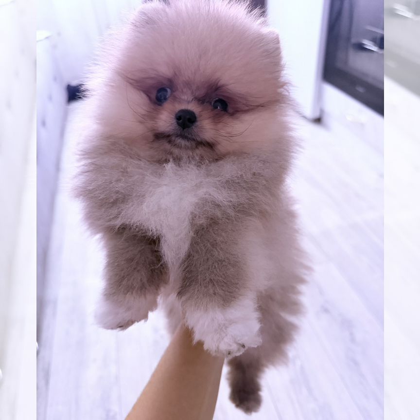 Померанский шпиц, щенок