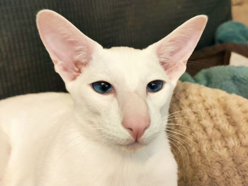 Ориентальный кот в добрые руки