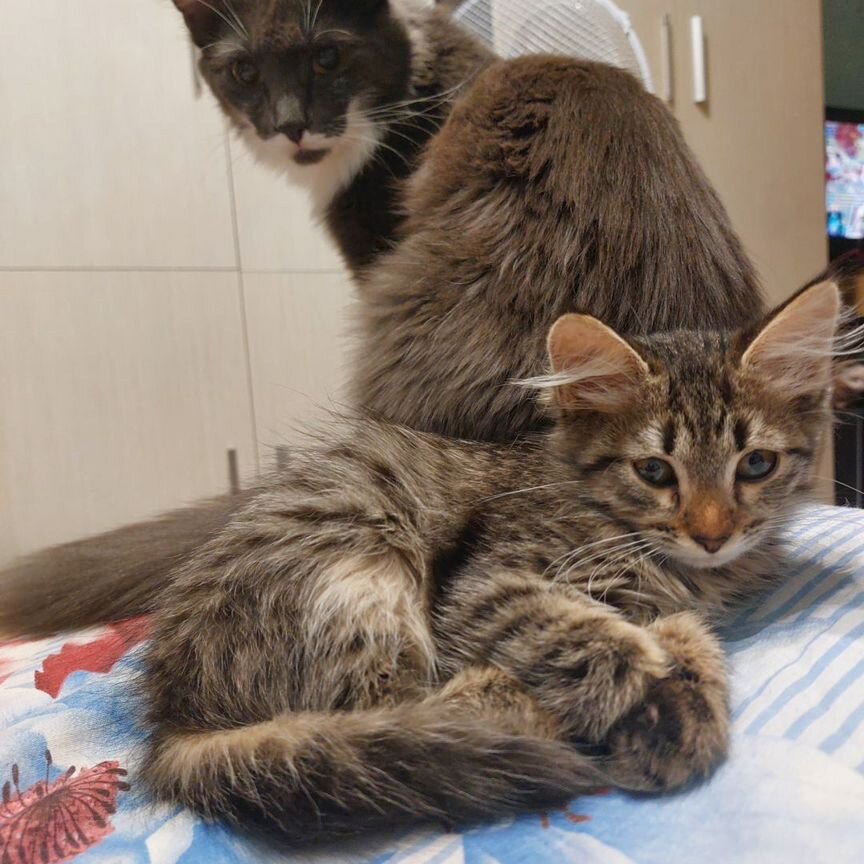 Котёнок в добрые руки