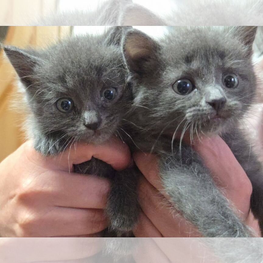 Котята в добрые руки бесплатно