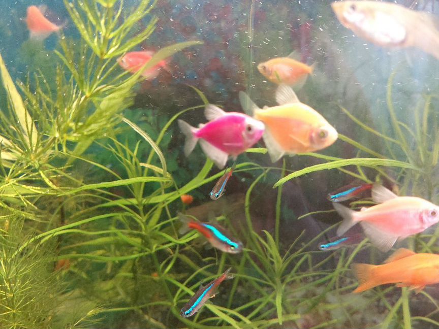 Тернеция гло