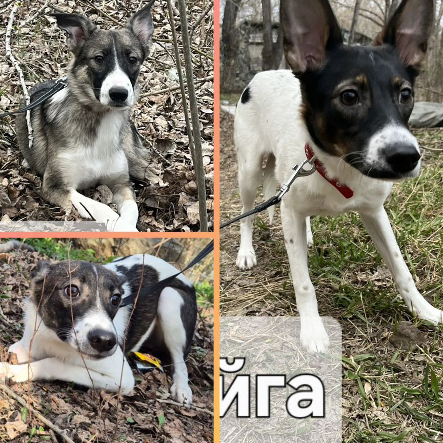 Щенок в добрые руки