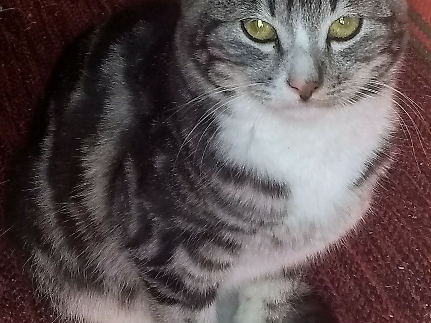 Котёнок