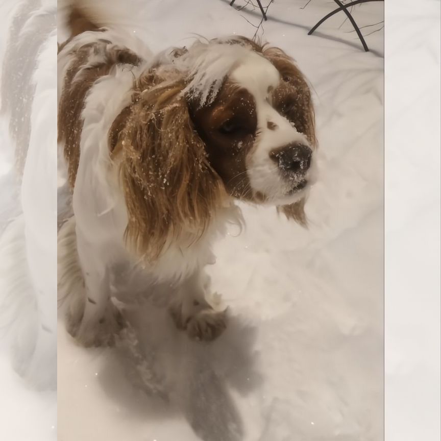 Кавалер кинг-чарльз-спаниель, вязка