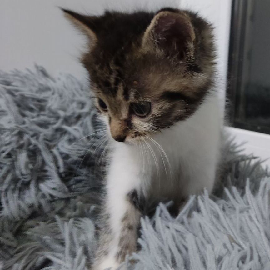 Котёнок в добрые руки