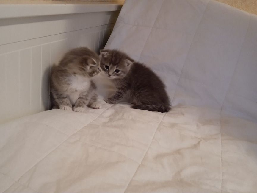 Вислоухие малыши