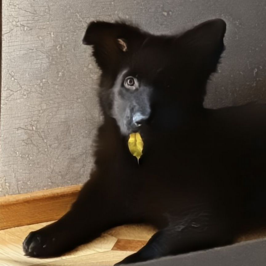 Немецкая овчарка, щенок