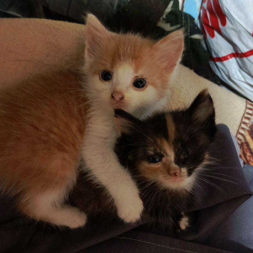 Котята в добрые руки бесплатно 2 котика и 1 кошечк