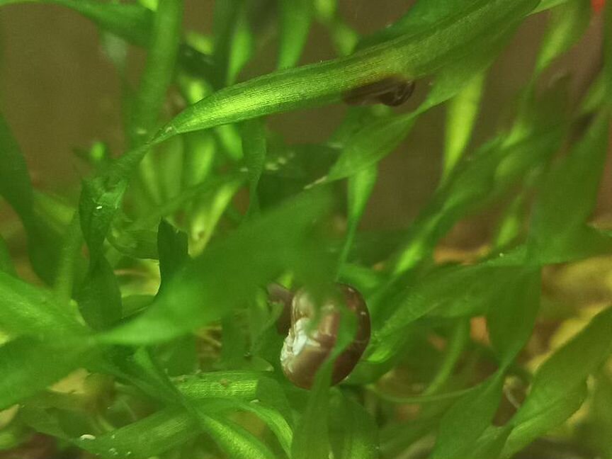 Улитки катушки аквариумные бесплатно