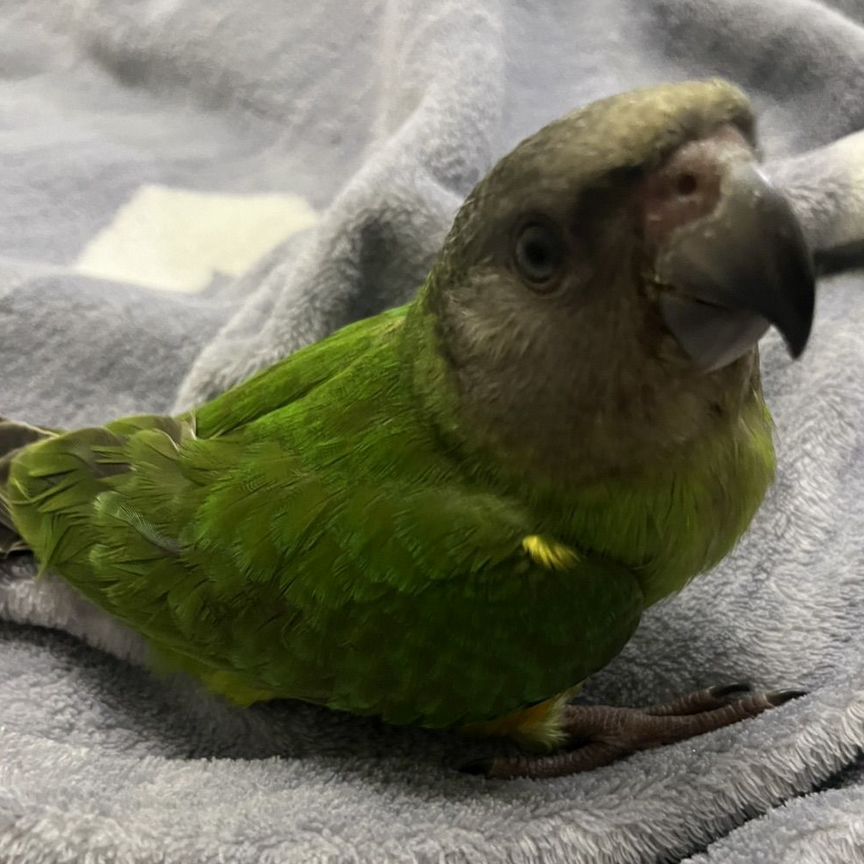 Русный попугай сенегал