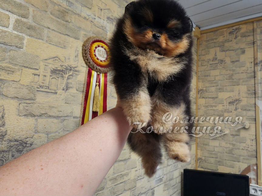 Шпиц померанский из племенного питомника РКФ