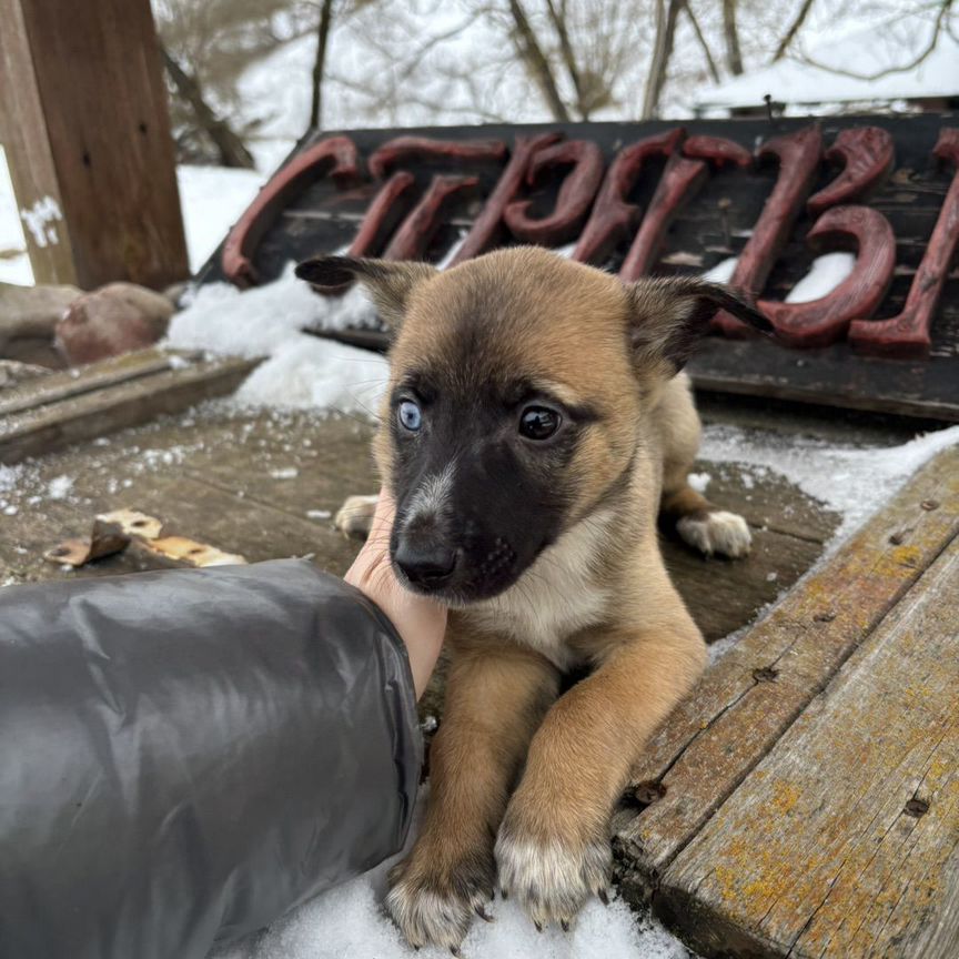 Щенок в добрые руки бесплатно москва