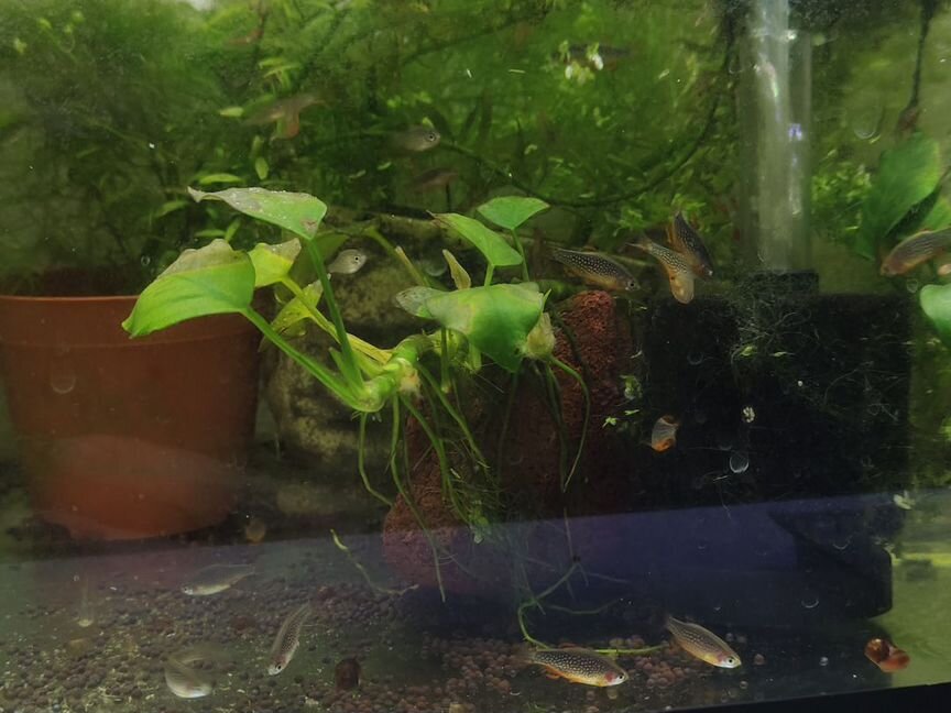 Микрорасбора галактика